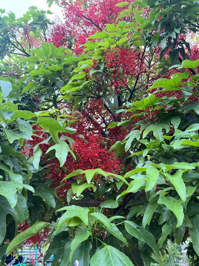 flame tree from Dawson Highway, West Gladstone, QLD, AU on November 26 ...