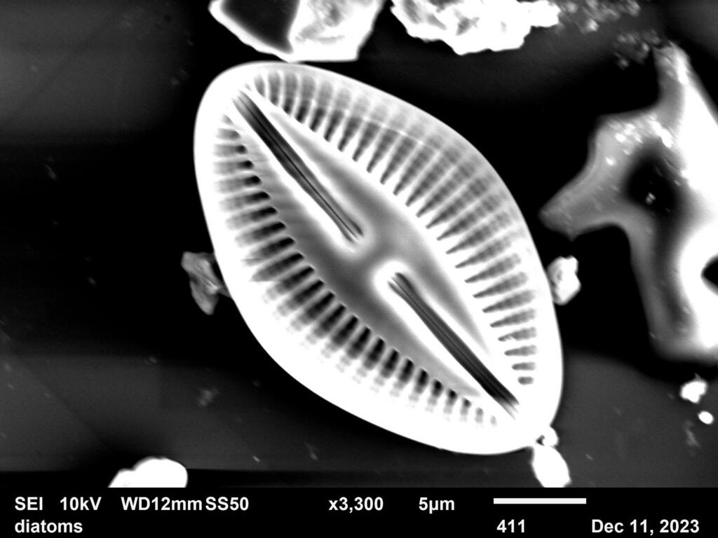 Diploneis suborbicularis from Golden Beach QLD 4551, Australia on ...