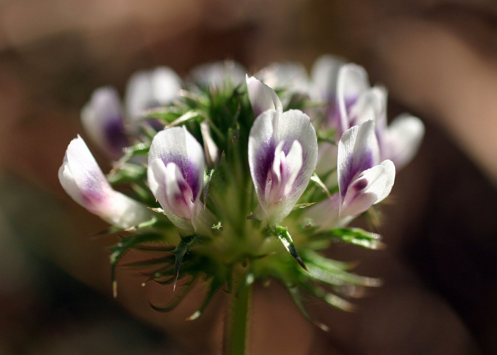 clammy clover (Yosemite Native Plant List 1) · iNaturalist