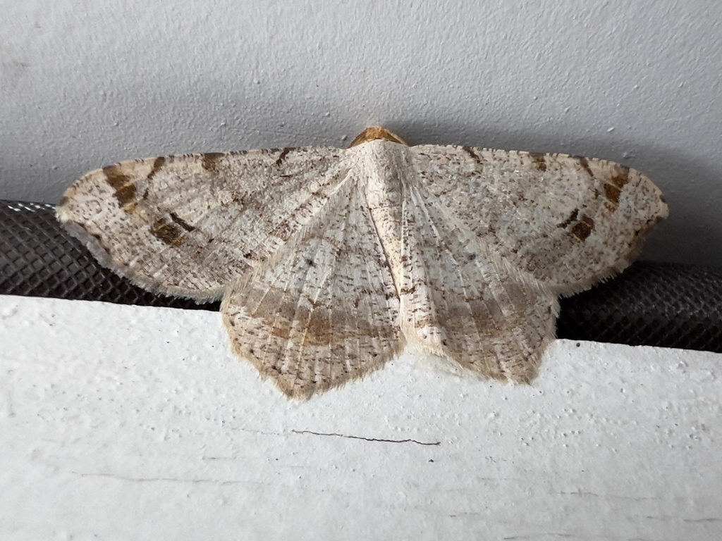 Red-headed Inchworm Moth from Buckskin Path, Barnstable, MA, US on July ...