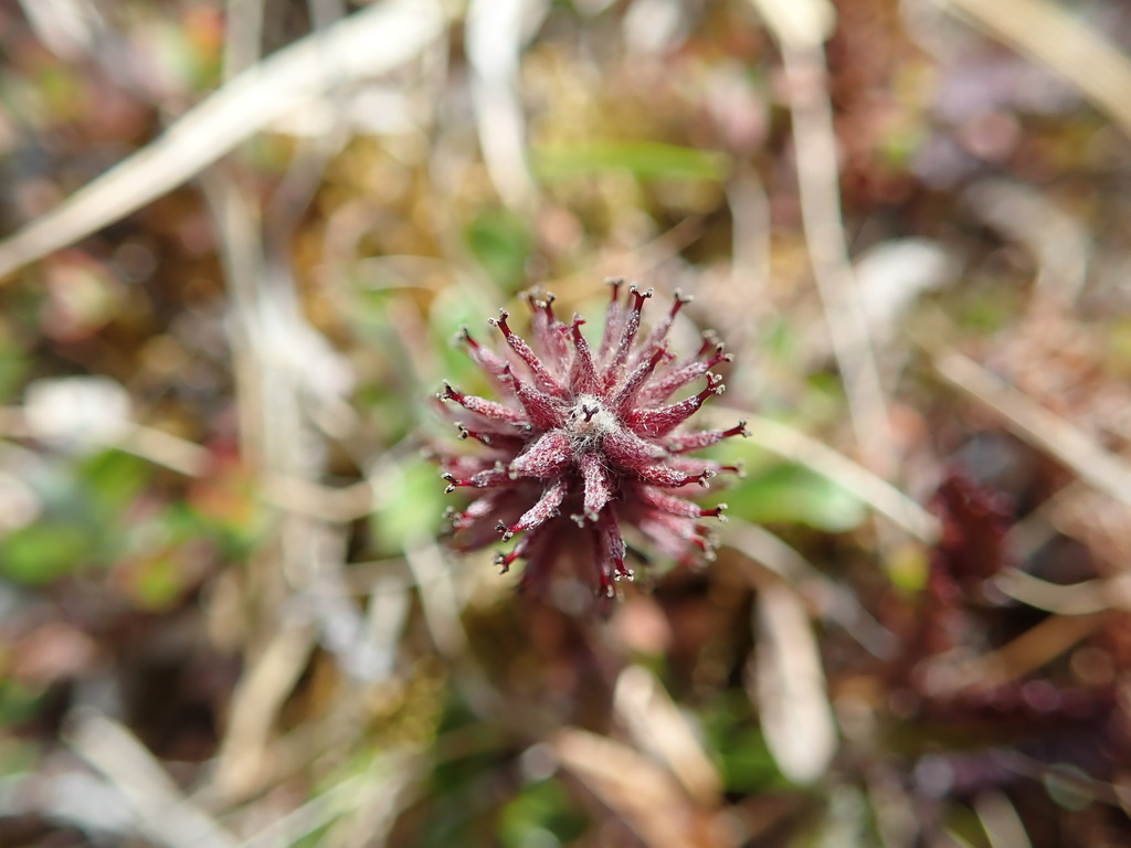 Arctic Willow (Salix arctophila) - Botanical Realm