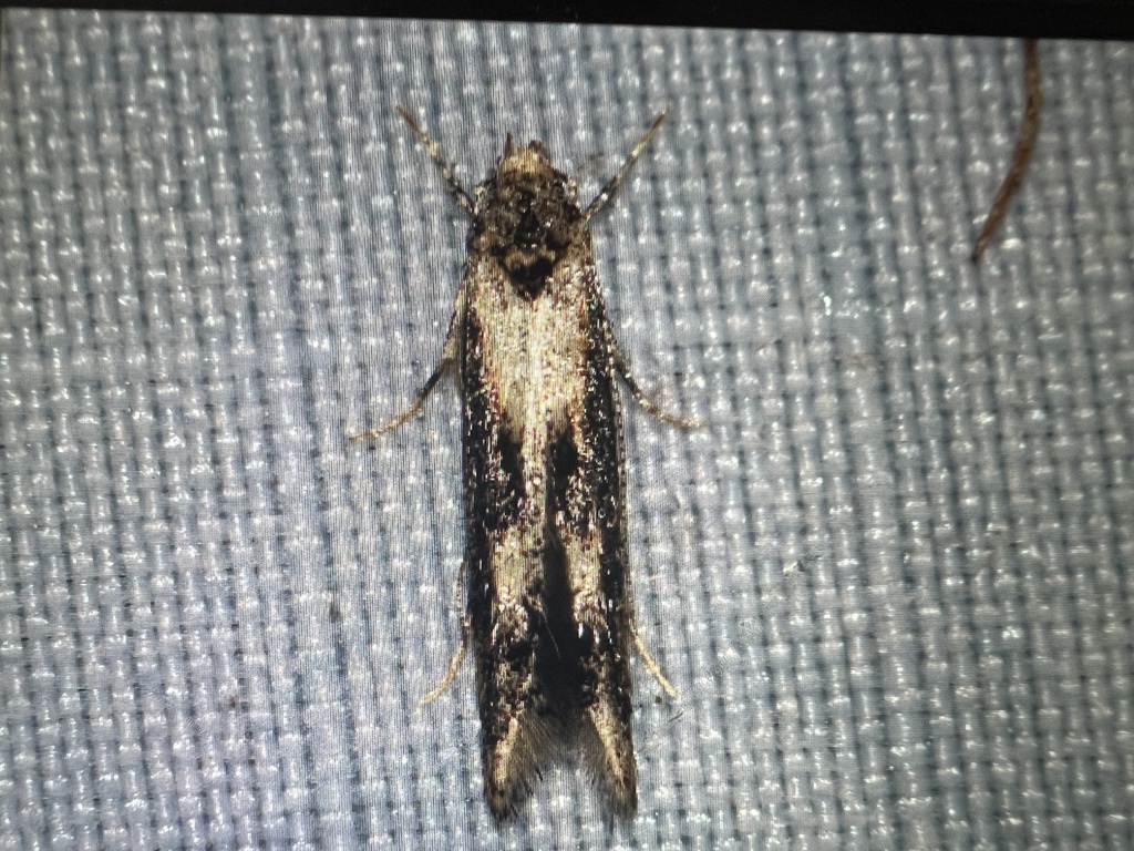 Apple Pith Moth from Rue Beach, Métis-sur-Mer, QC, CA on July 31, 2024 ...