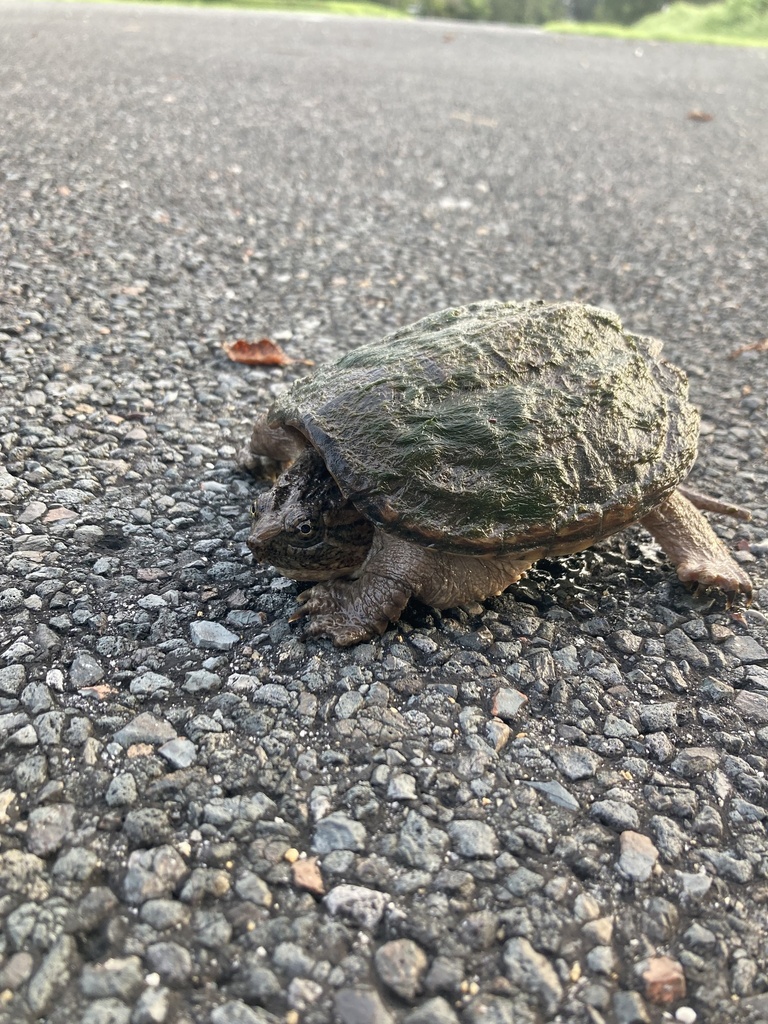 Common Snapping Turtle from Dinahs Landing Rd, Washington, NC, US on ...