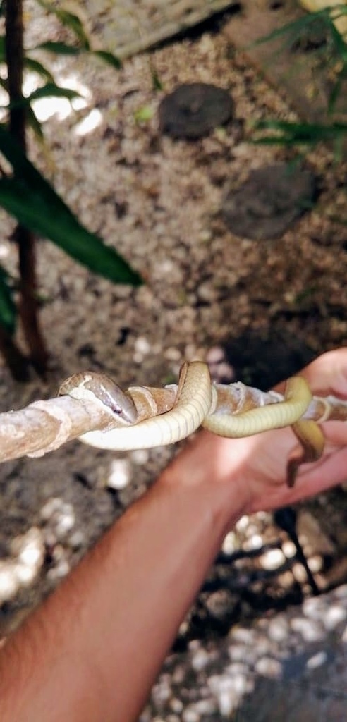 Peninsula Stripeless Snake from Calle Paseo De Las Quintas 8, Alfredo V ...