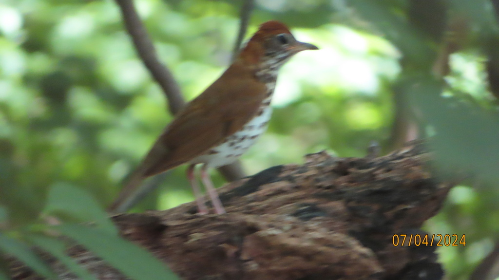 Wood Thrush from Wissahickon Valley Park, Philadelphia, PA, US on July ...