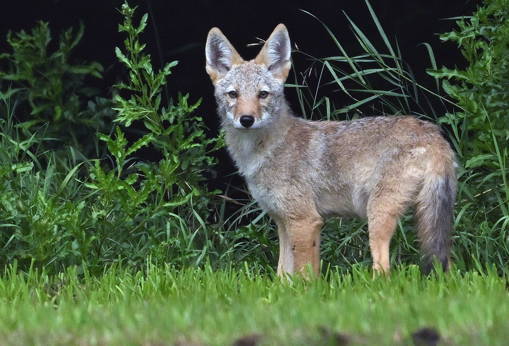 Coyote from River Valley Whitemud, Edmonton, AB, Canada on July 30 ...