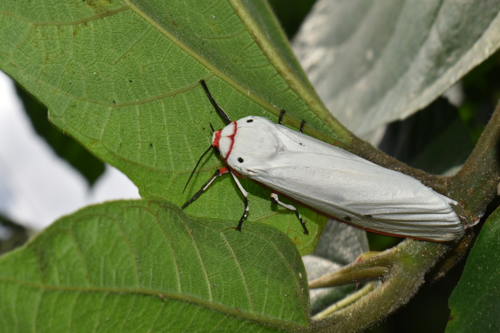 Red Costate Tiger Moth from Taytay, 1920 Rizal, Philippines on July 27 ...
