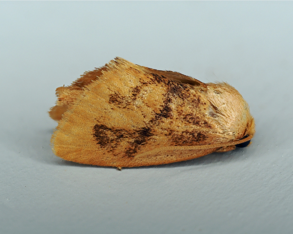 Abbreviated Button Slug Moth from Salem, NH 03079, USA on July 31, 2024 ...