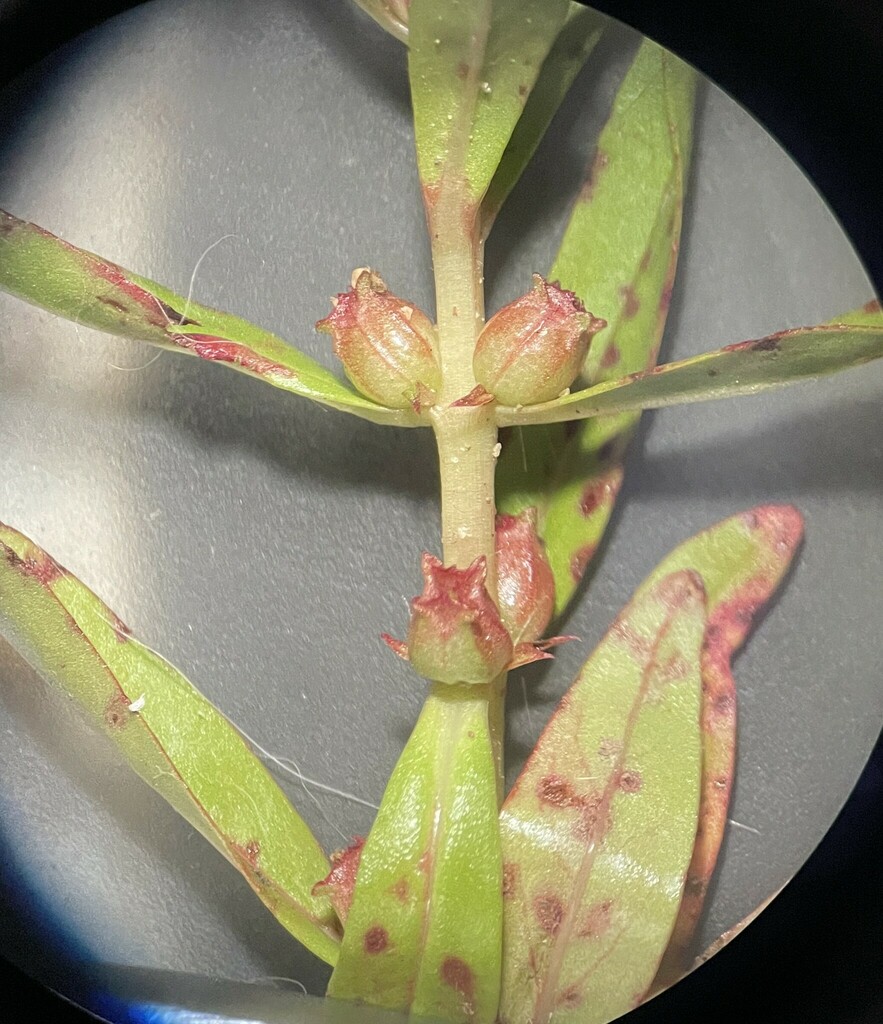 Toothcup from Washington County, AR, USA on July 31, 2024 at 07:29 AM ...