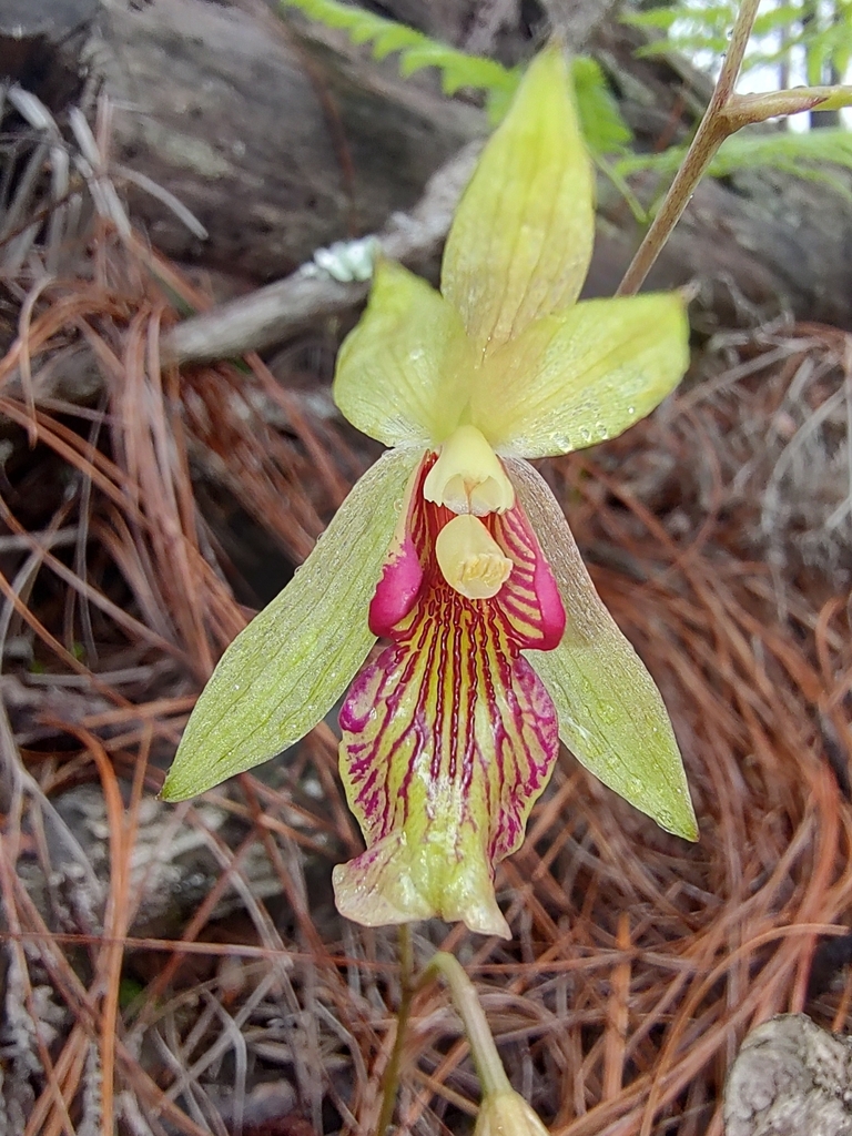 Bletia roezlii from 70857 Oax., México on July 30, 2024 at 11:53 AM by ...