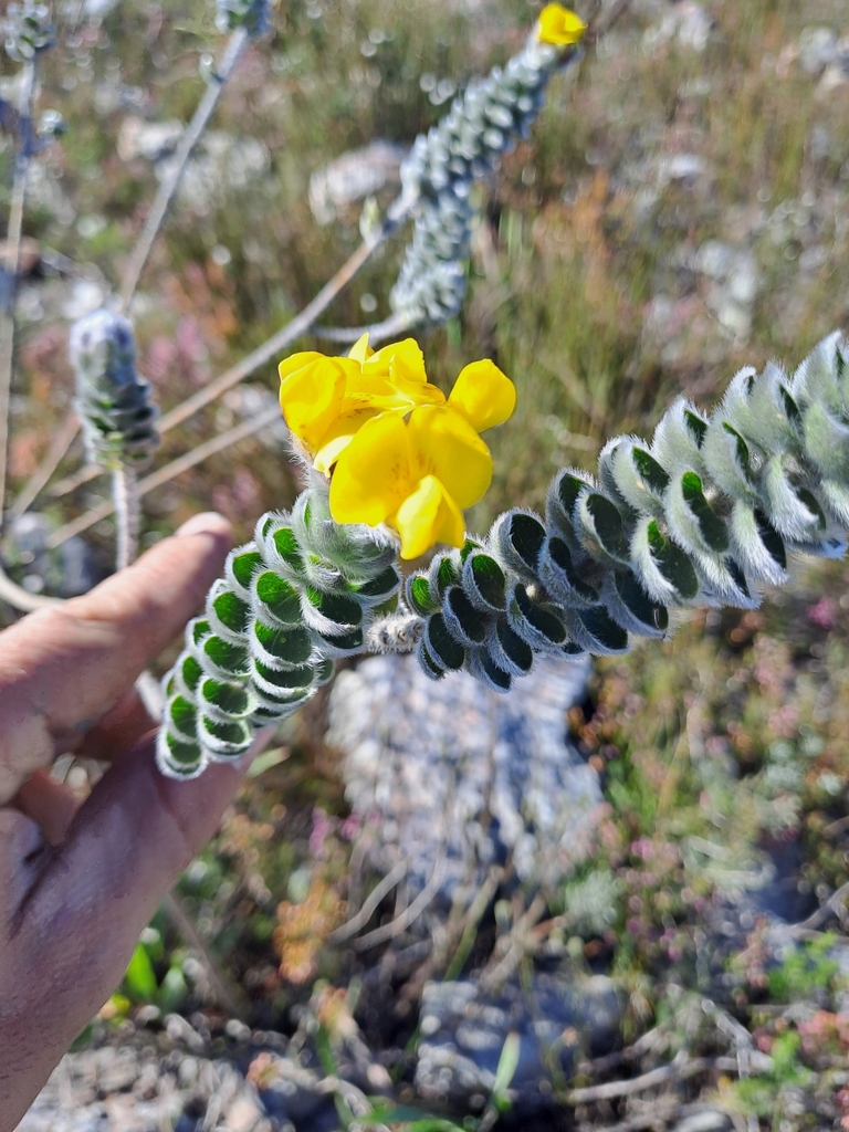 Kogelberg Silver Pea from Helderberg Rural, Sir Lowry's Pass, 7135 ...