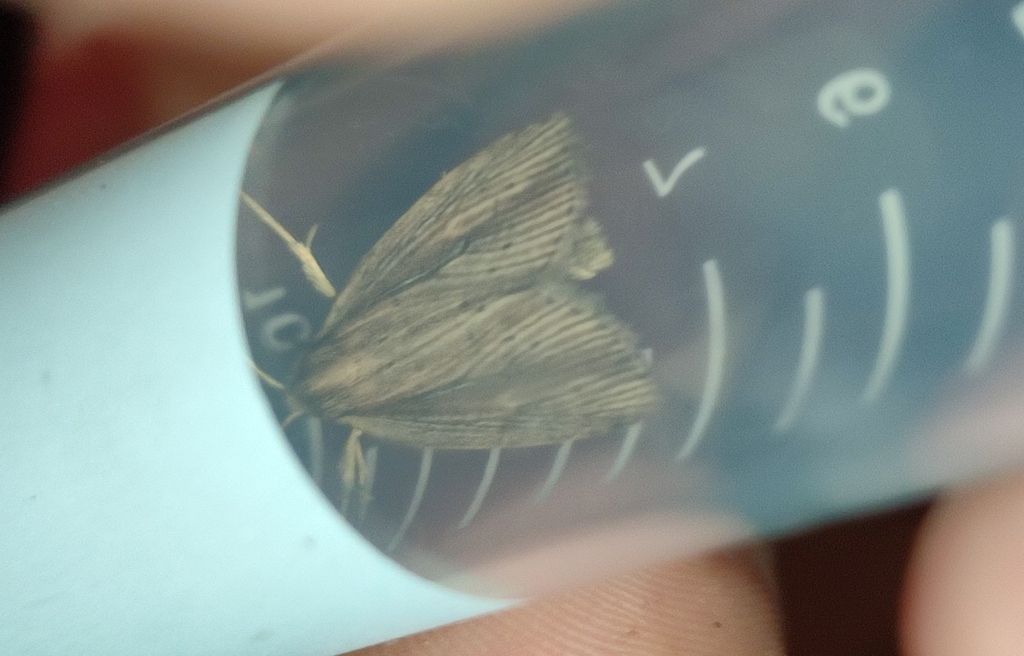 Narrow-winged Borer Moth from Saint-Aimé-des-Lacs, QC G0T 1S0, Canada ...