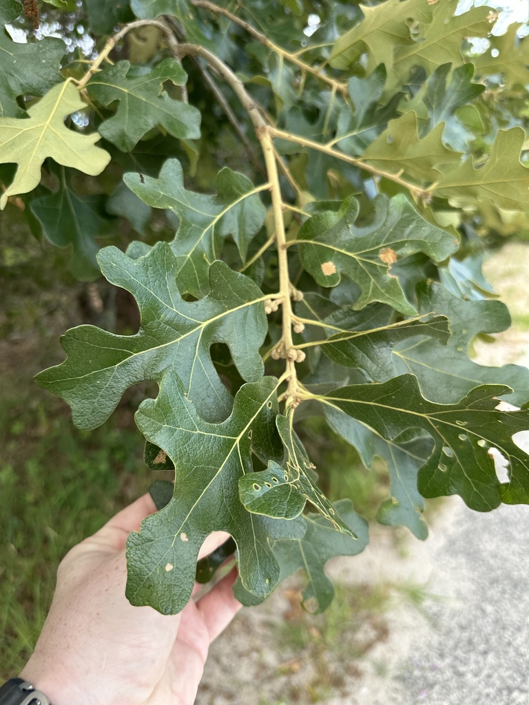 post oak from Maidstone Park, East Hampton, NY, US on July 12, 2024 at ...