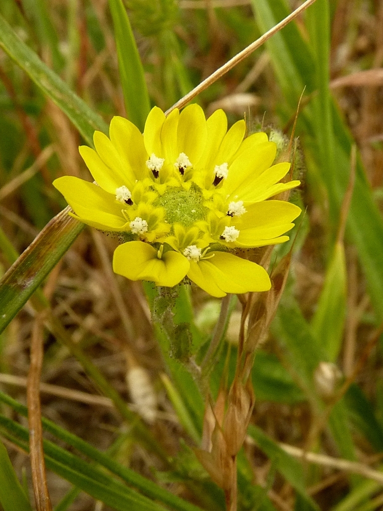 Hayfield Tarweed (Ring Mountain Taylor Rd. Revegetation) · iNaturalist