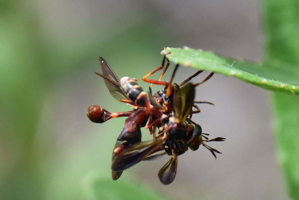 Physoconops from Crooked Lake WEA on June 08, 2019 by Tom Palmer · iNaturalist