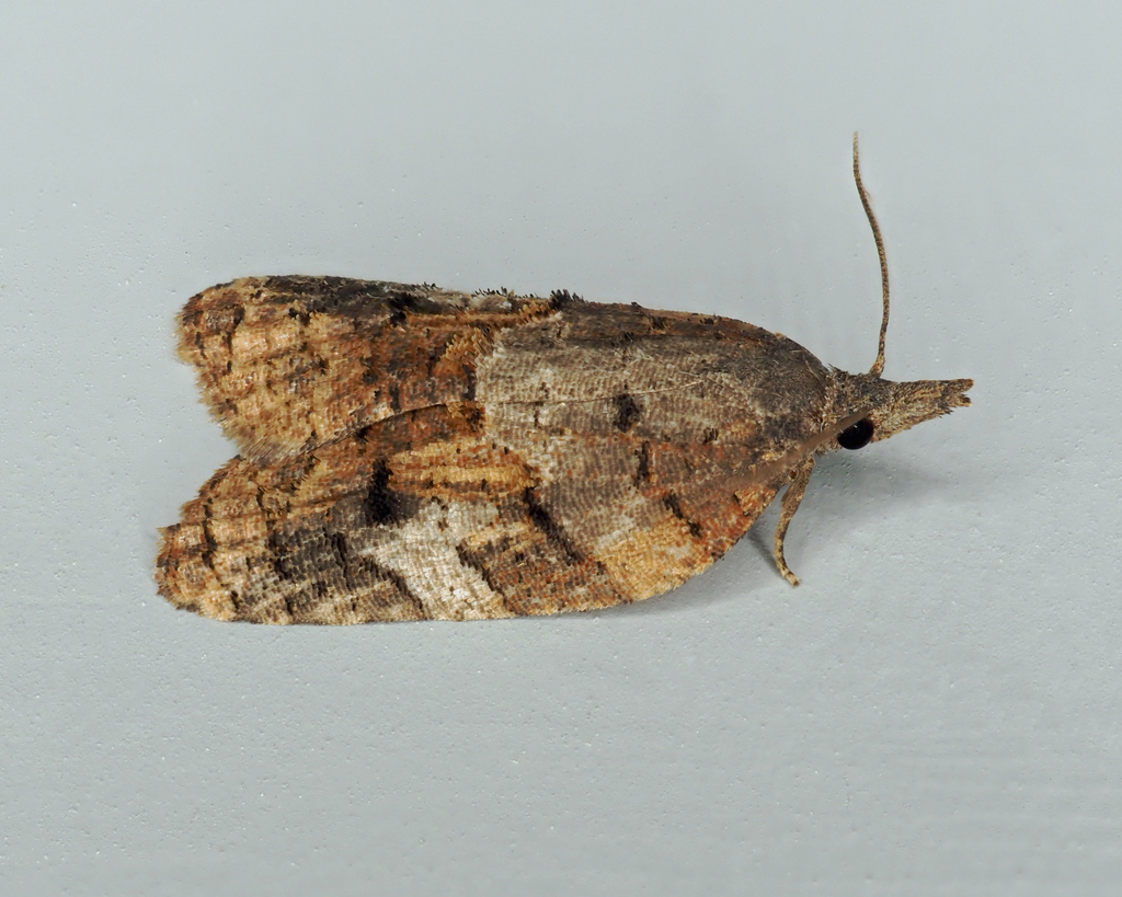 Tufted Apple Bud Moth from Salem, NH 03079, USA on July 31, 2024 at 05: ...