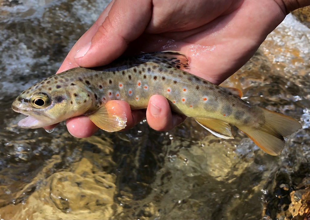 Brown Trout (Salmo trutta) - Marine Life Identification