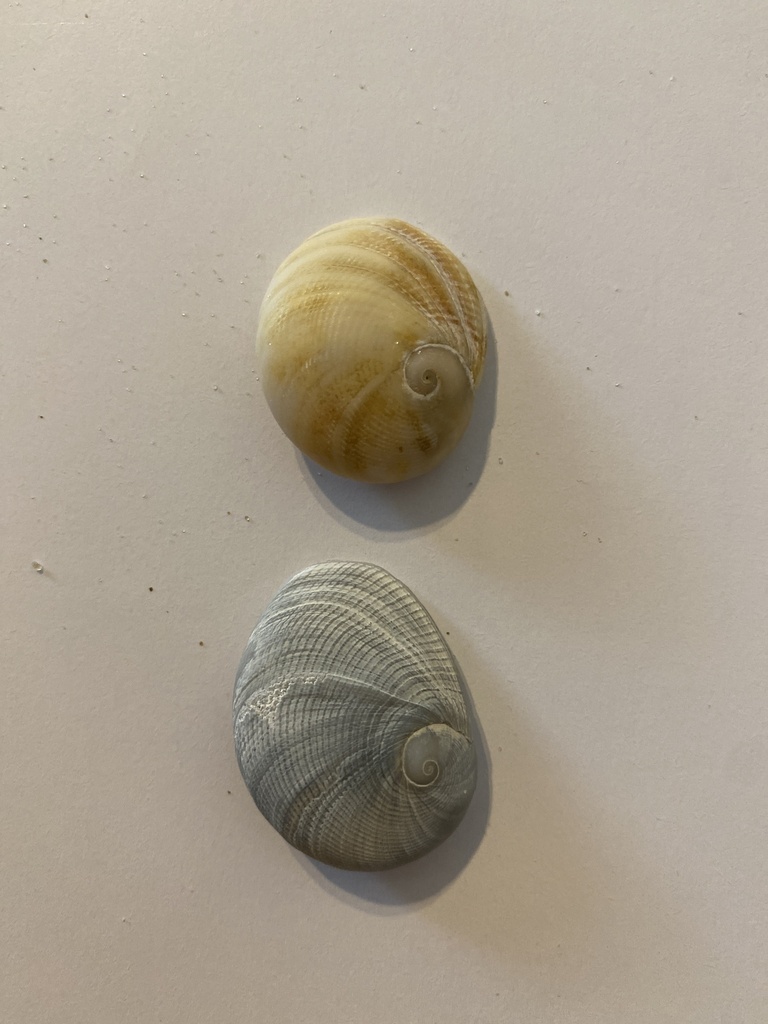 White Baby Ear from S Old Oregon Inlet Rd, Nags Head, NC, US on July 31 ...