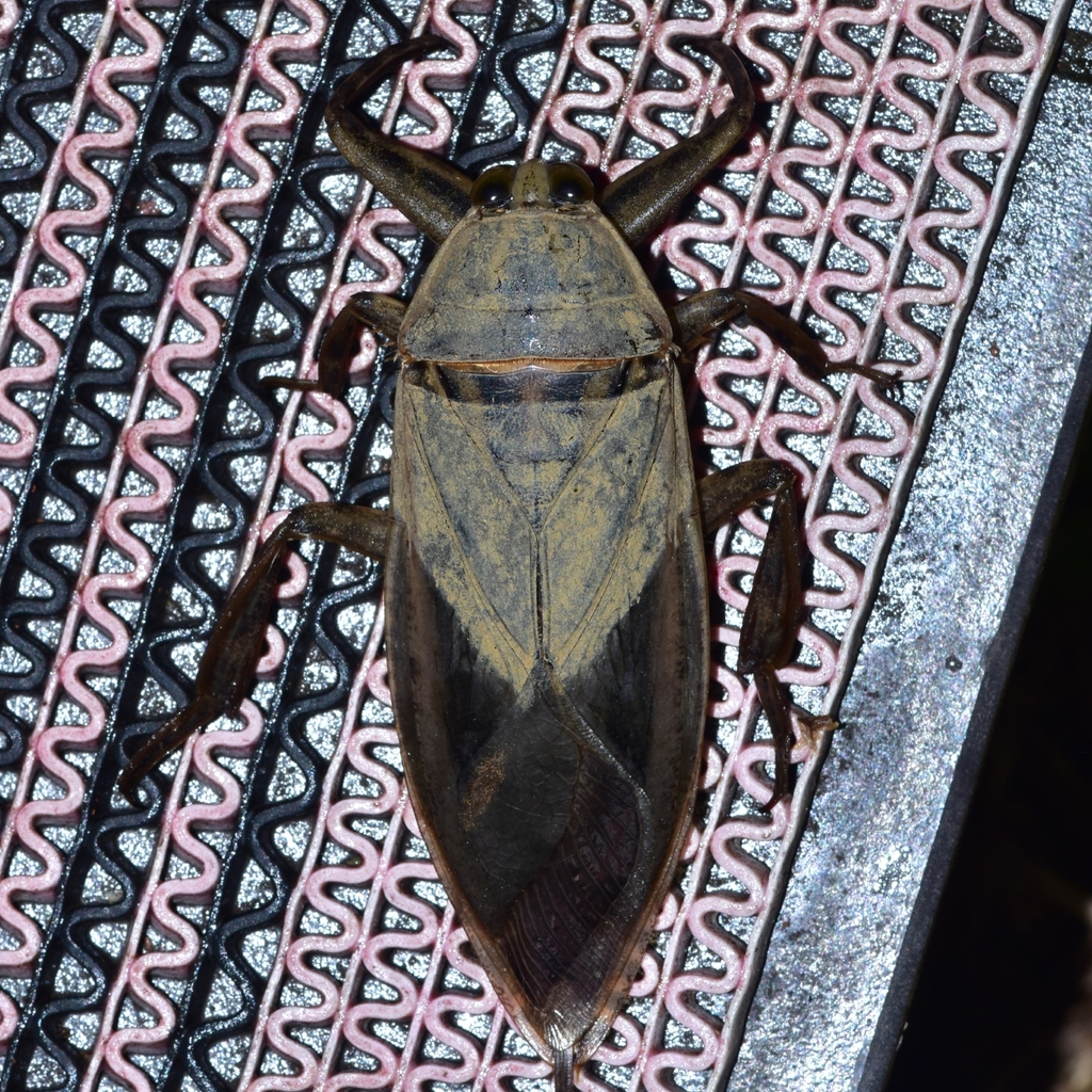 Asian Giant Water Bug from VR5M+J28, Velliyamattom, Kerala 685588 ...