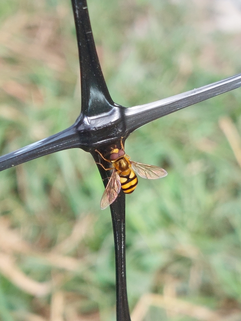 Metasyrphus from Vestal, NY 13850, USA on July 31, 2024 at 08:19 AM by ...