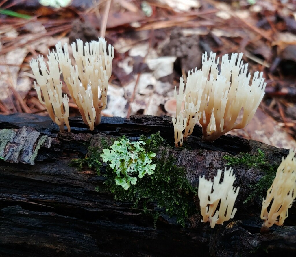 crown-tipped coral fungus from Mountain Park, GA, USA on July 27, 2024 ...