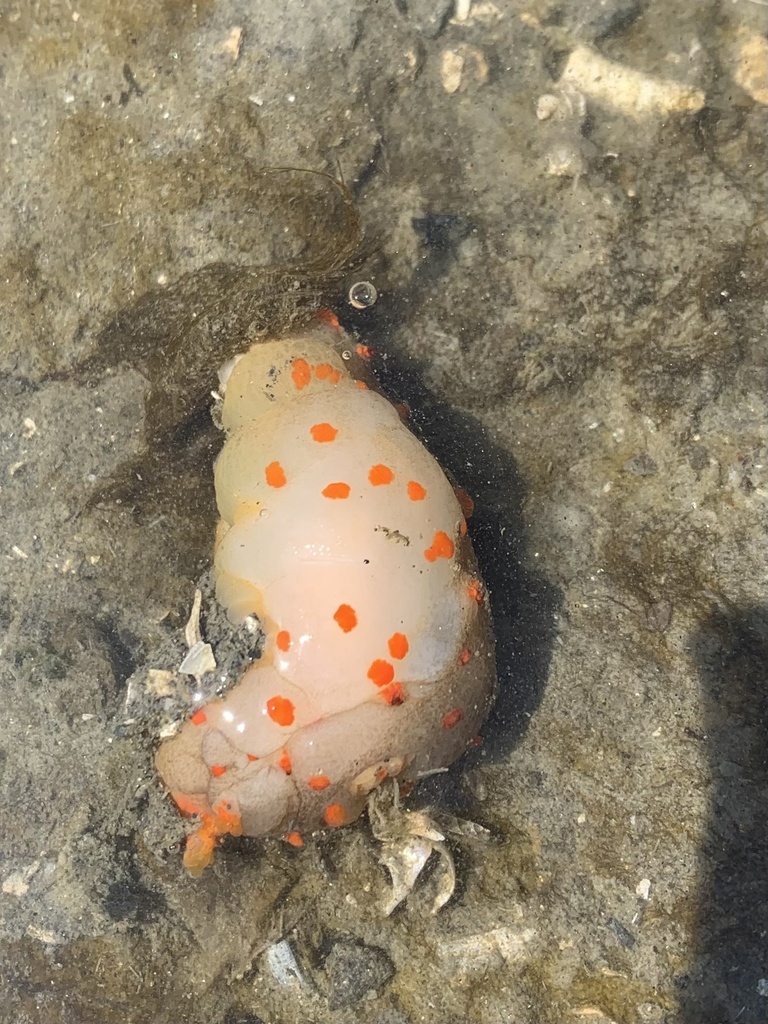 Modest Clown Dorid from Ship Harbor, Anacortes, WA, US on July 3, 2024 ...