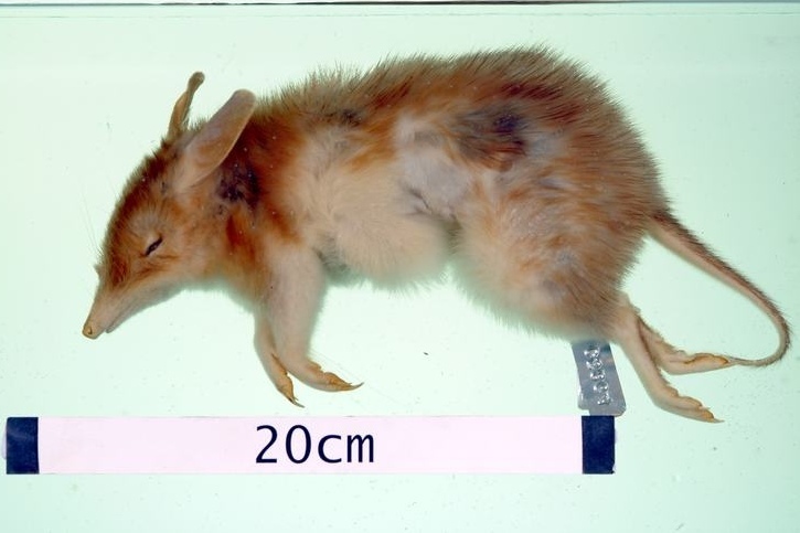 Desert Bandicoot (Perameles eremiana) - Know Your Mammals