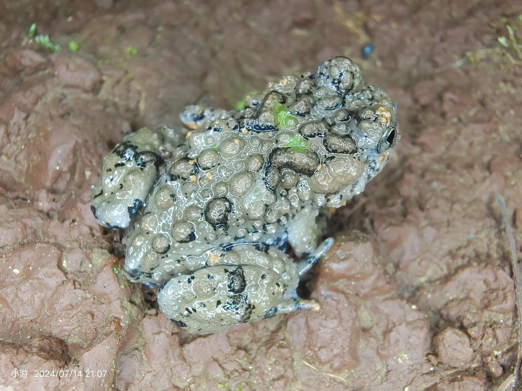 Large-webbed Bell Toad in July 2024 by 小游 · iNaturalist