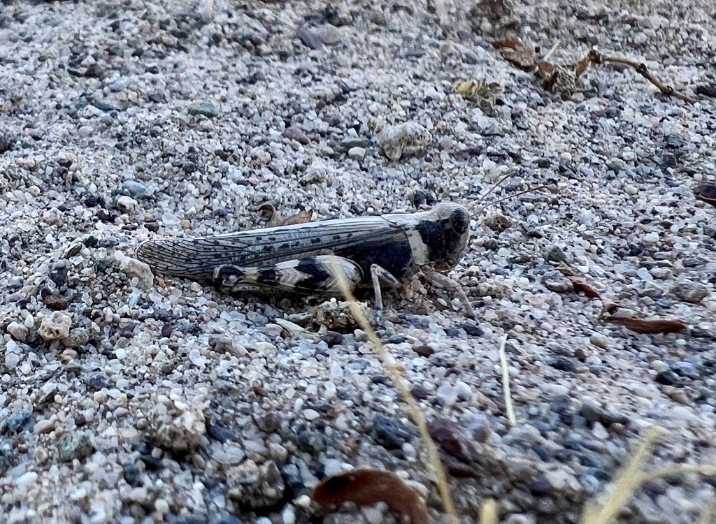 Desert Clicker Grasshopper from Lavic Road, Newberry Springs, CA, US on ...