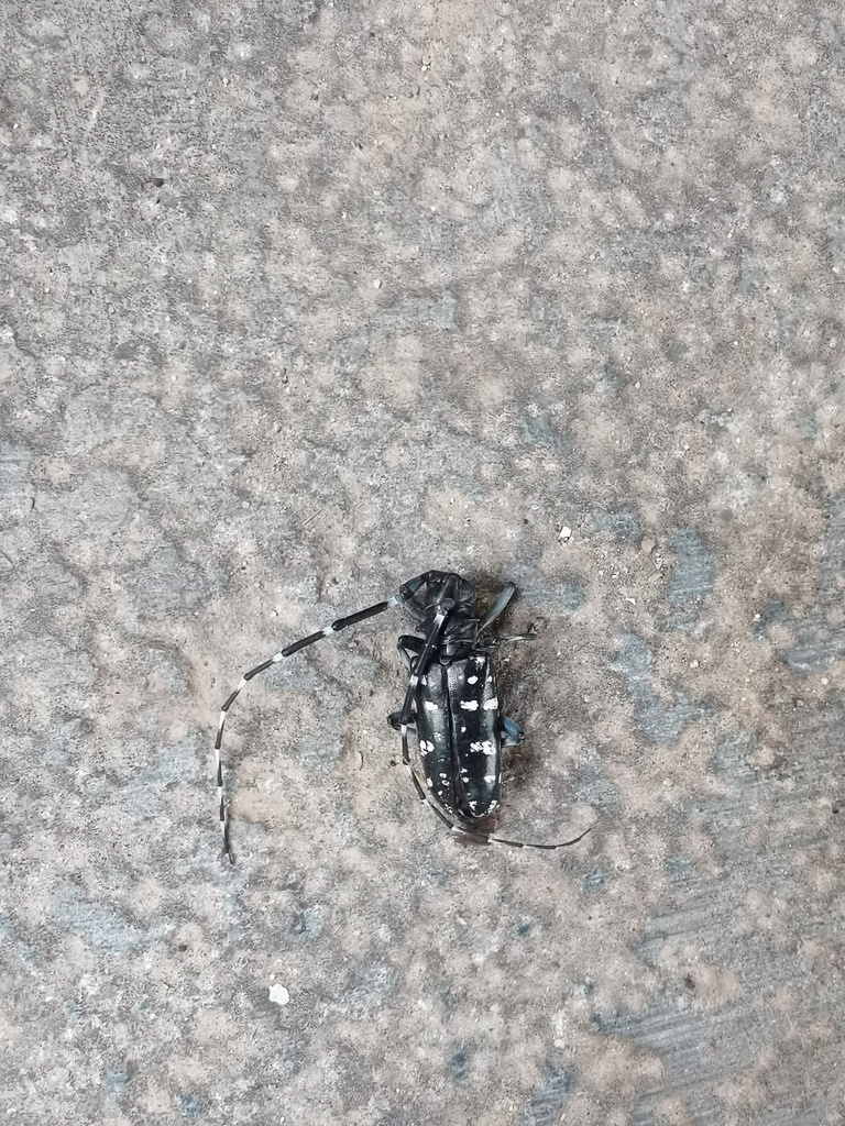 Asian Longhorned Beetle from 西安市 骊山 on July 30, 2024 at 05:59 PM by emo ...