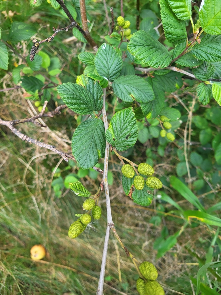 grey alder from Barrie, ON L4N 9A8, Canada on July 31, 2024 at 10:59 AM ...
