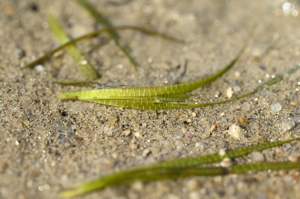 Japanese Eelgrass from Kinmen, TW-FK, TW on July 18, 2024 at 04:10 PM ...