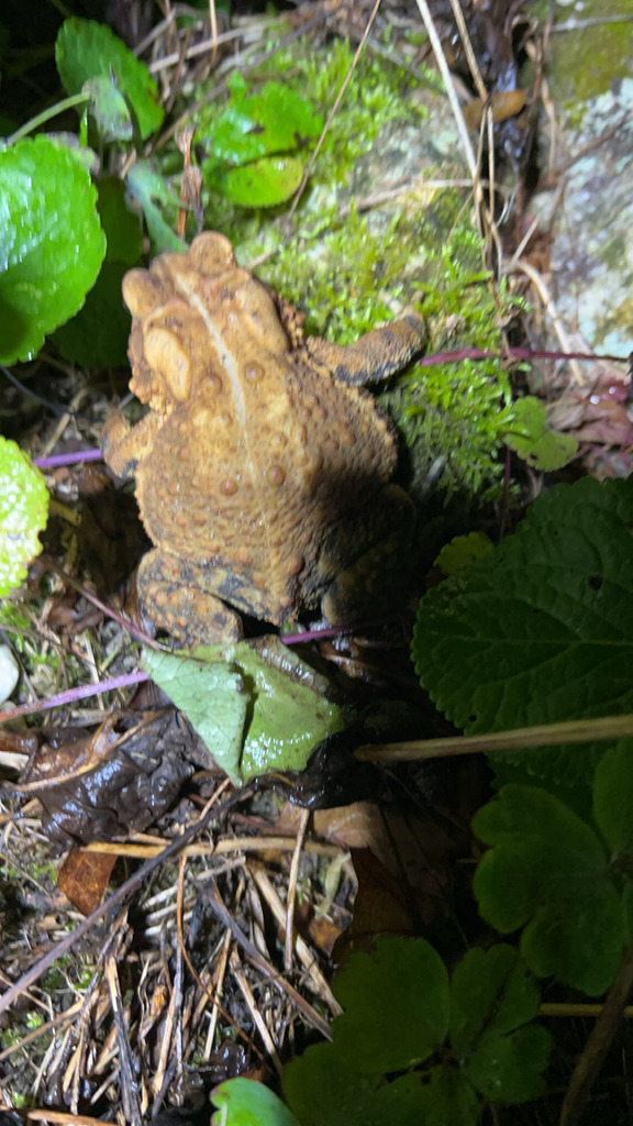 True Toads from Transylvania County, US-NC, US on July 29, 2024 at 11: ...