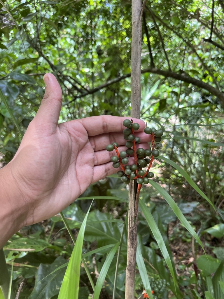 Reed Palm from Puerto Morelos, Q. Roo., MX on July 30, 2024 at 02:15 PM ...