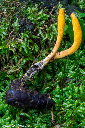 Cordyceps mexicana · Naturalista Costa Rica