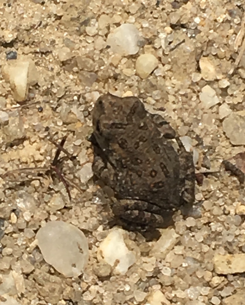 Fowler's Toad from Cape May Island, Cape May, NJ, US on June 8, 2019 at ...