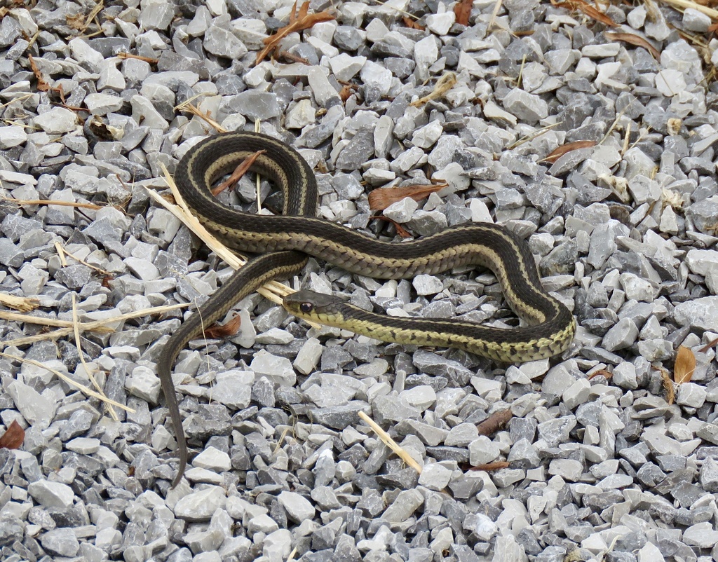 Common Garter Snake from Don Valley Brick Works, Toronto, ON, CA on ...