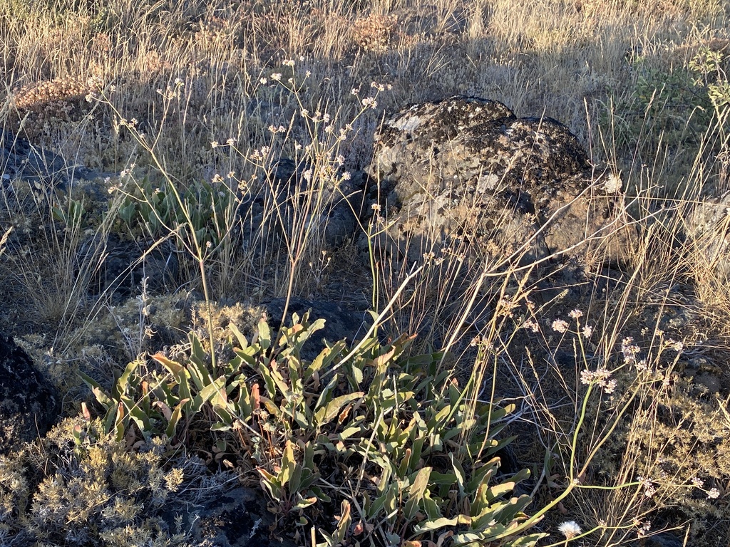 tall woolly wild buckwheat from Pacific Crest Trail, Ashland, OR, US on ...
