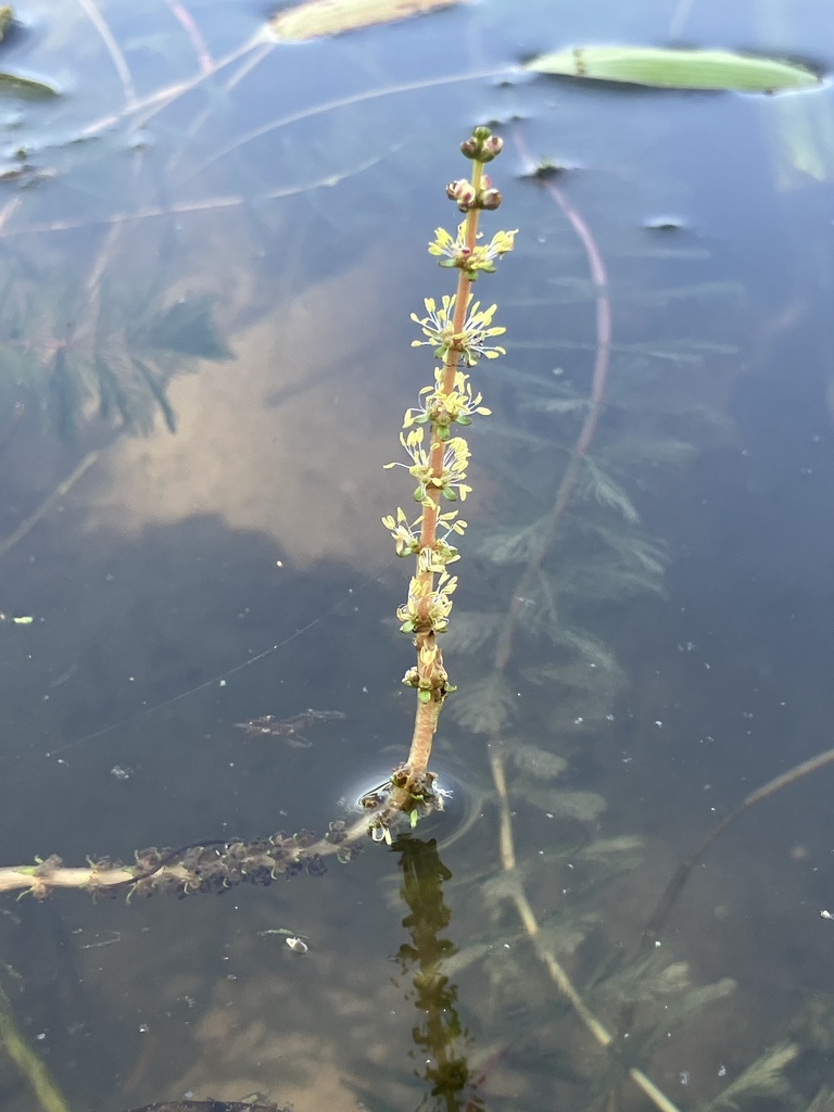 Eurasian water-milfoil from Wirth Lake, Golden Valley, MN, US on July ...