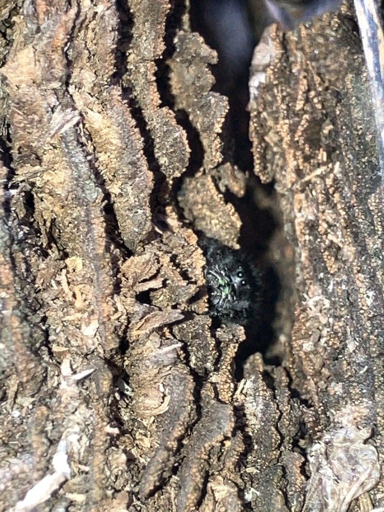 Bold Jumping Spider from Wirth Lake, Golden Valley, MN, US on July 31 ...