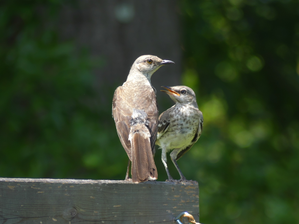 Northern Mockingbird from Duke Farms, Hillsborough Township, NJ 08844 ...