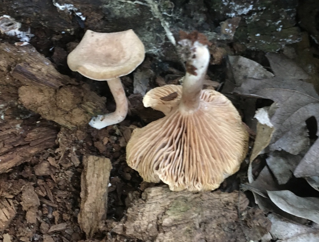 Fungi Including Lichens from Christian County, MO, USA on July 30, 2024 ...