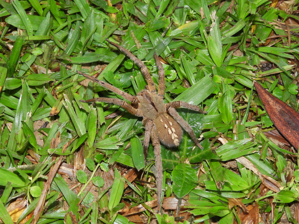 Phoneutria keyserlingi from Santo Amaro da Imperatriz - SC, Brasil on ...