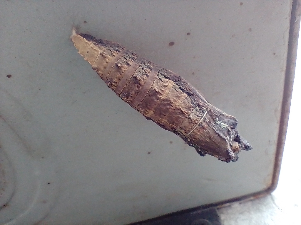 Mariposa cometa xochiquetzal en julio 2024 por Emmanuel Teyssier Teutli · iNaturalist Mexico