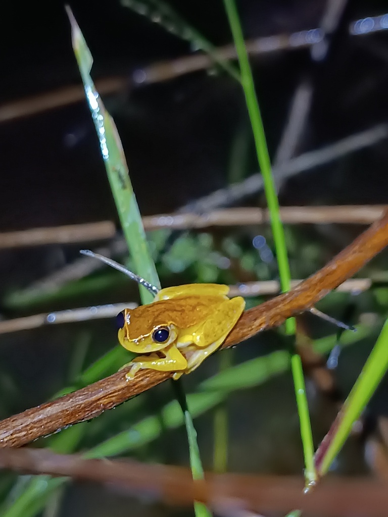 Yellow Tree Frog from Cimitarra, Santander, Colombia on April 26, 2024 ...