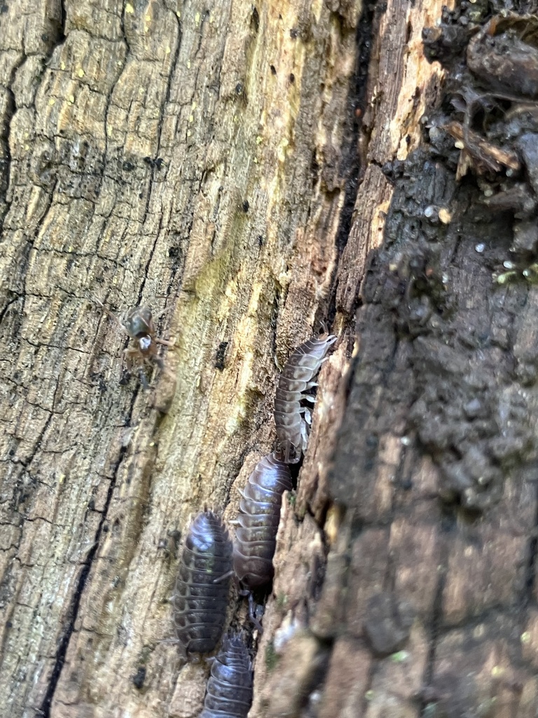 Curly Woodlouse from Wirth Lake, Golden Valley, MN, US on July 31, 2024 ...