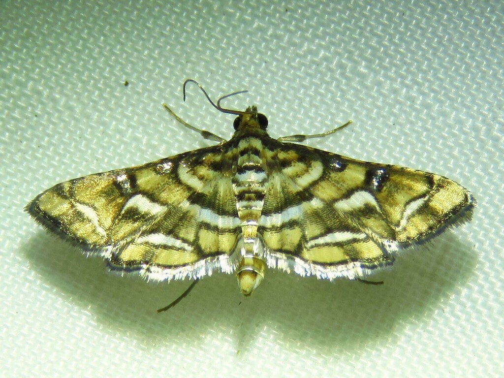 Magician Moth from Hunter Ferrell Hogbottoms, Irving, TX, US on July 26 ...