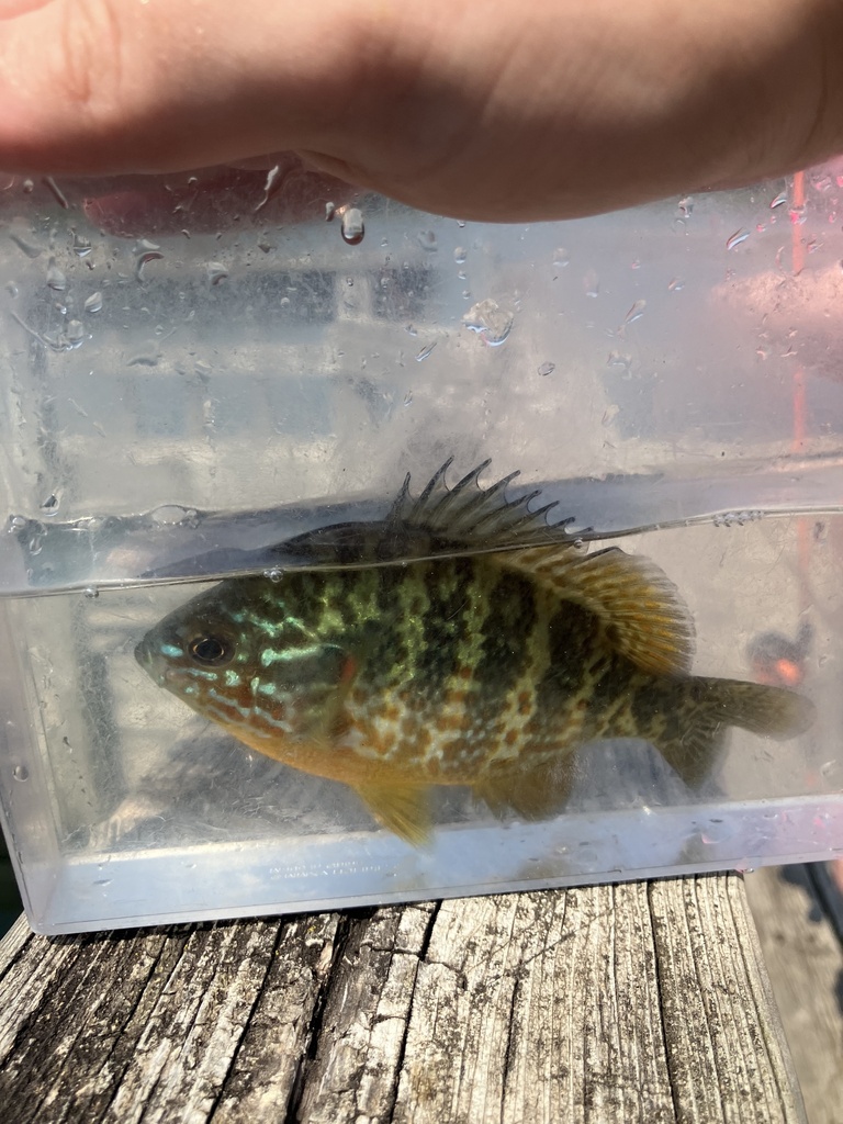 Pumpkinseed from Wirth Lake, Golden Valley, MN, US on July 31, 2024 at ...