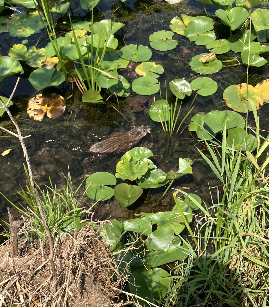 Muskrat from Wirth Lake, Golden Valley, MN, US on July 31, 2024 at 12: ...