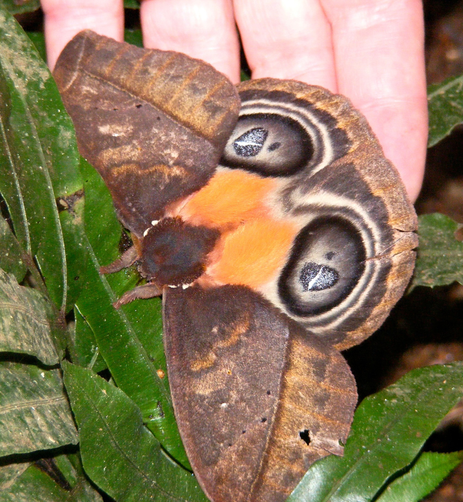 Automeris larra from Cartago Province, Turrialba, Costa Rica on July 19 ...